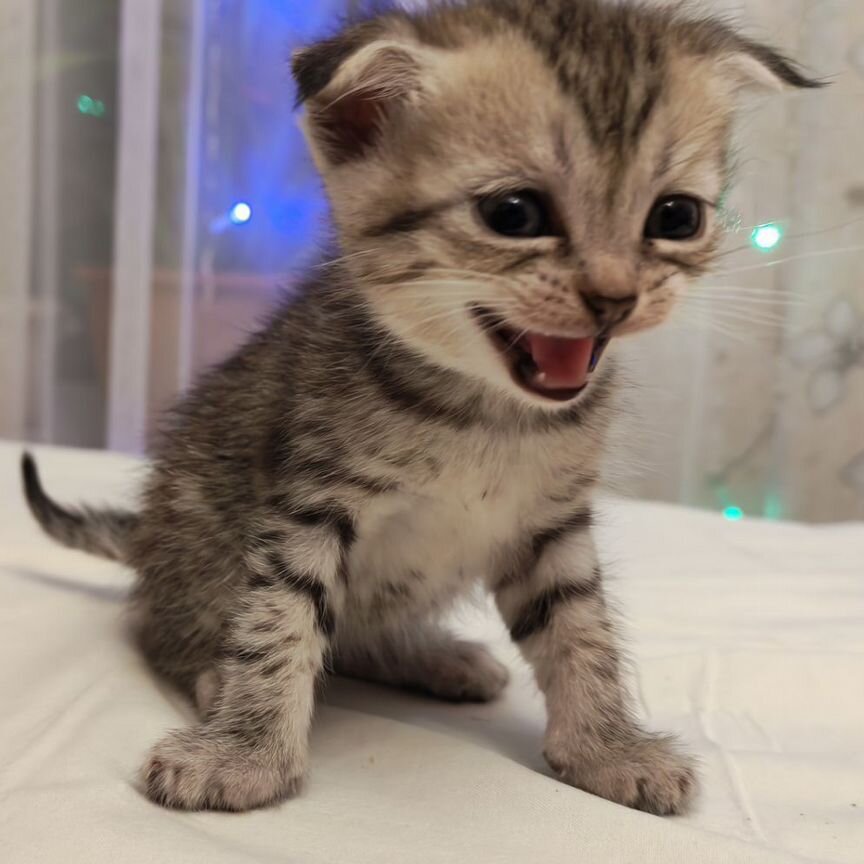 Шотландский вислоухий короткошёрстный котёнок