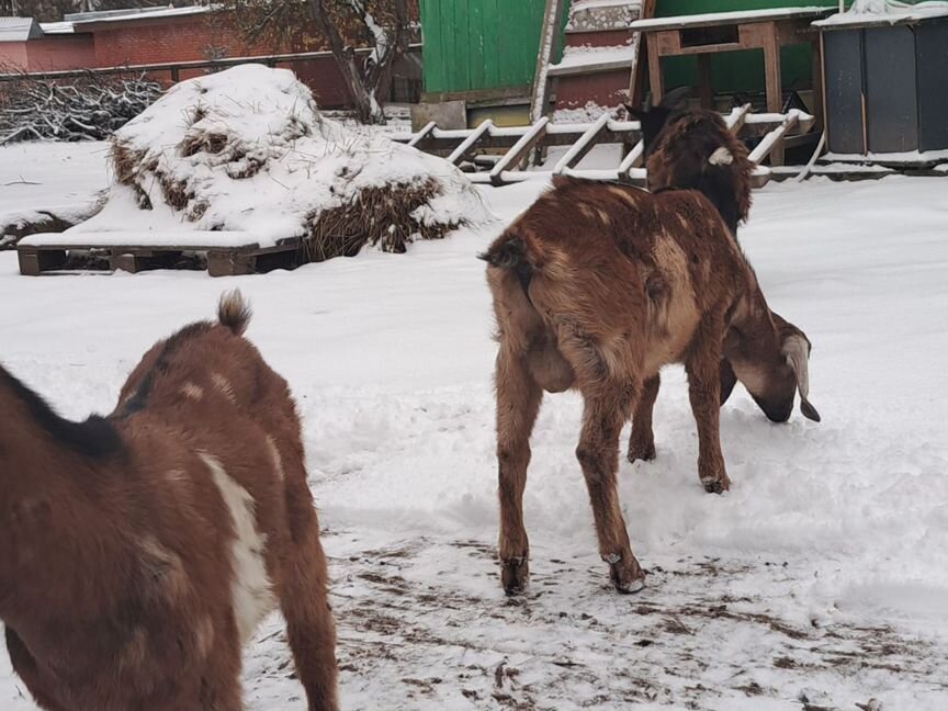 Нубийские Козлы 3 голов