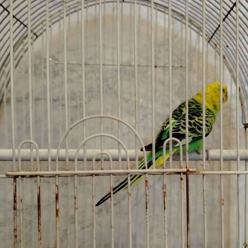 Волнистый попугай