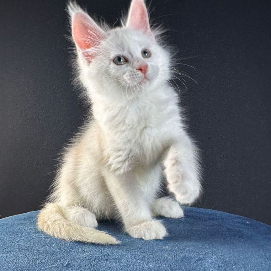 Мейн-кун котёнок