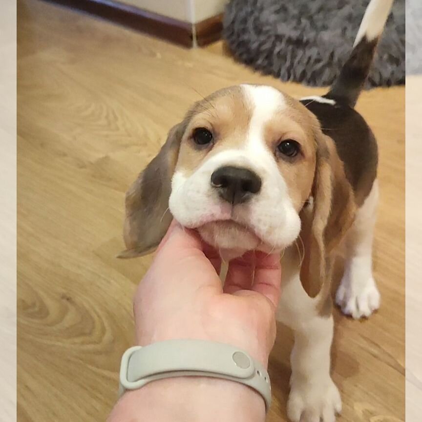 Малыш породы Бигль