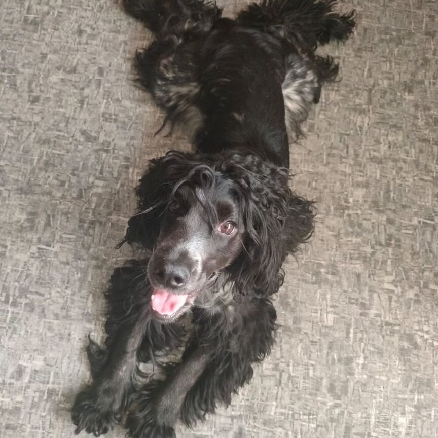 Американский кокер спаниель