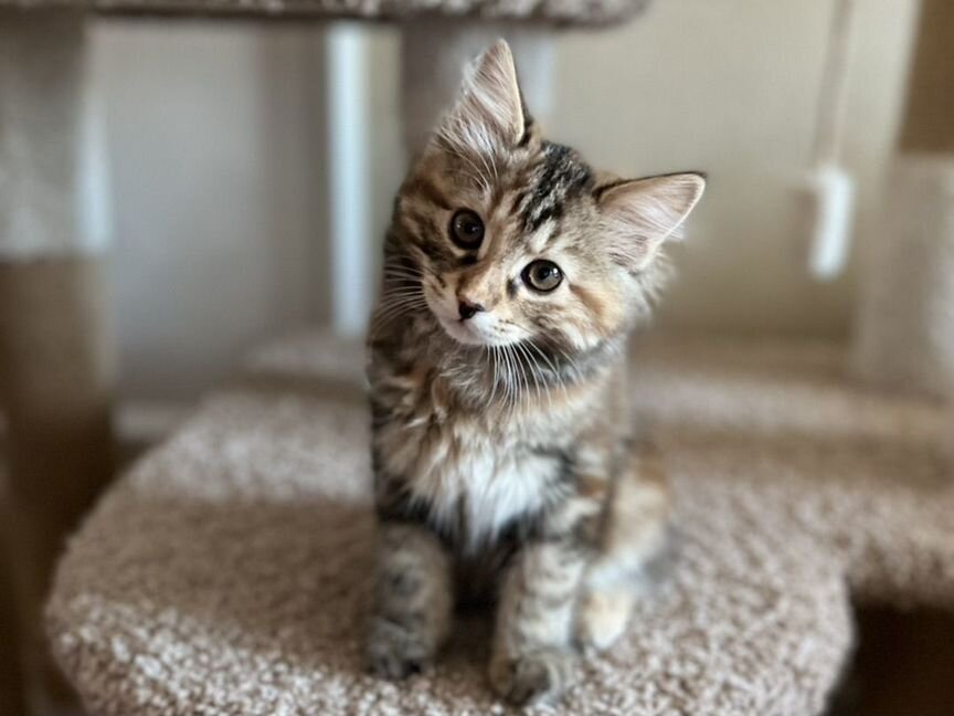 Котёнок курильский бобтейл