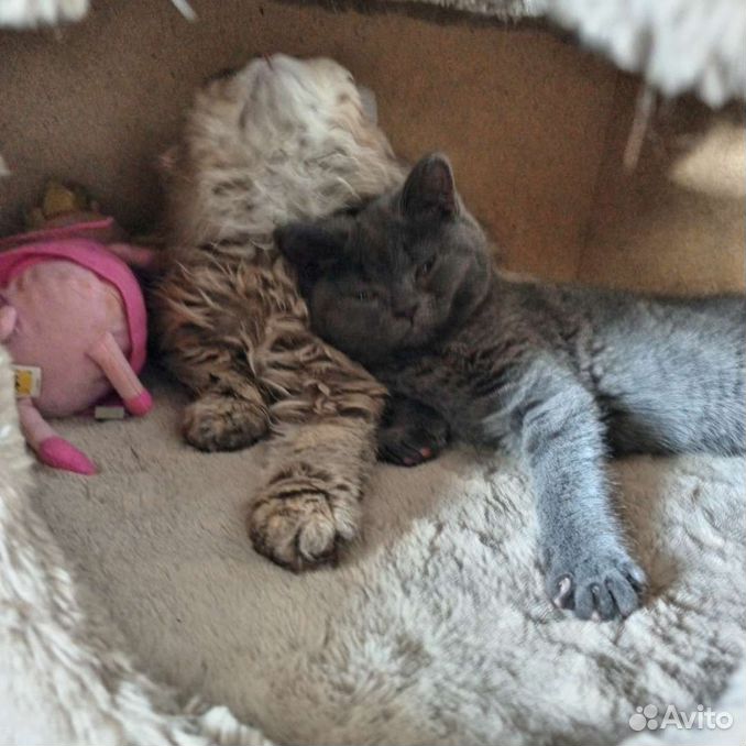 Шотландские плюшевые кошечки