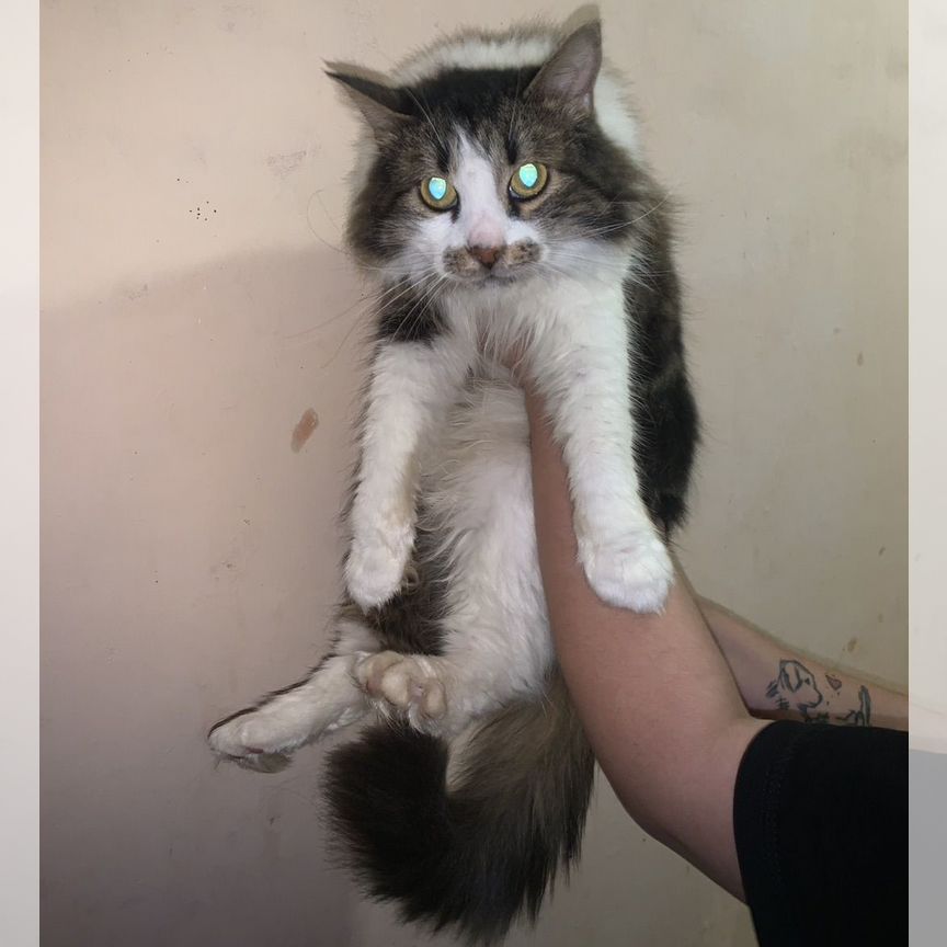 Кот в добрые руки