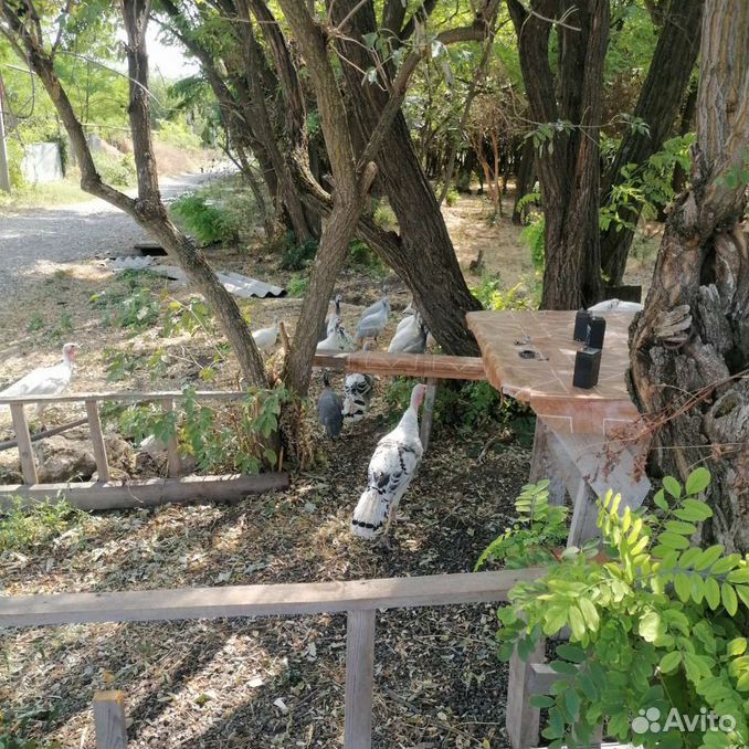 Цацарки домашнии