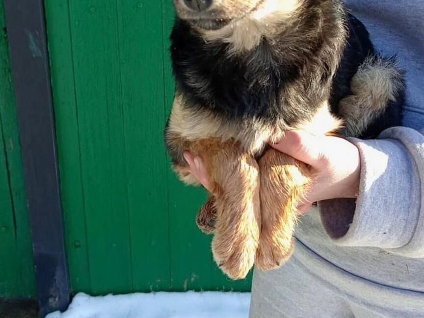 Собака в добрые руки