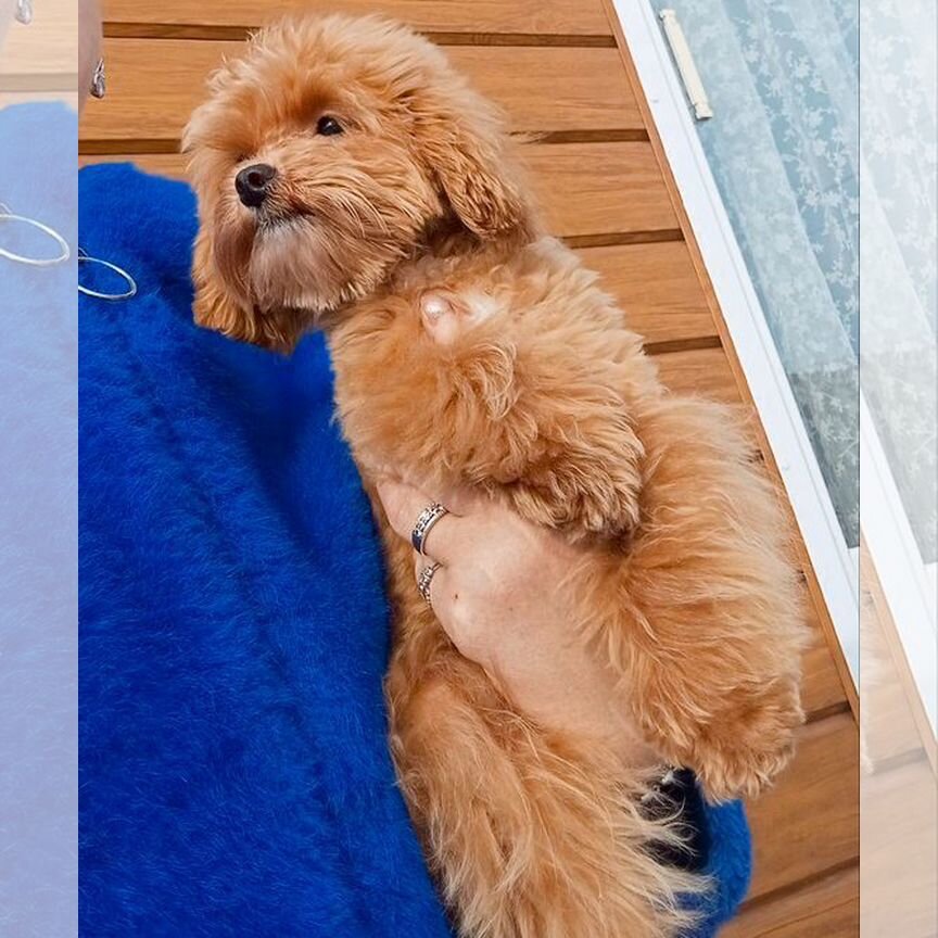 Мальтипу тедди