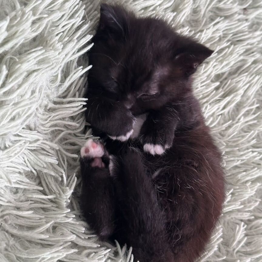 Мейн-кун котёнок