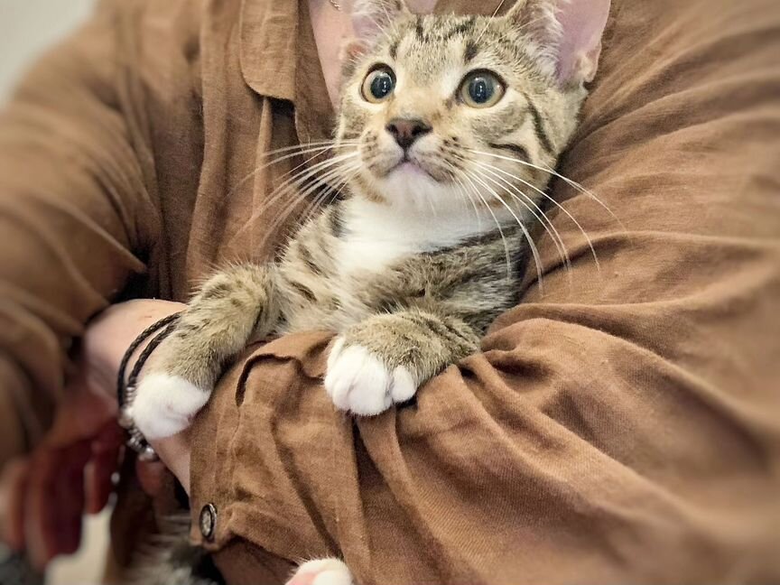 Котенок мальчик Имбирь
