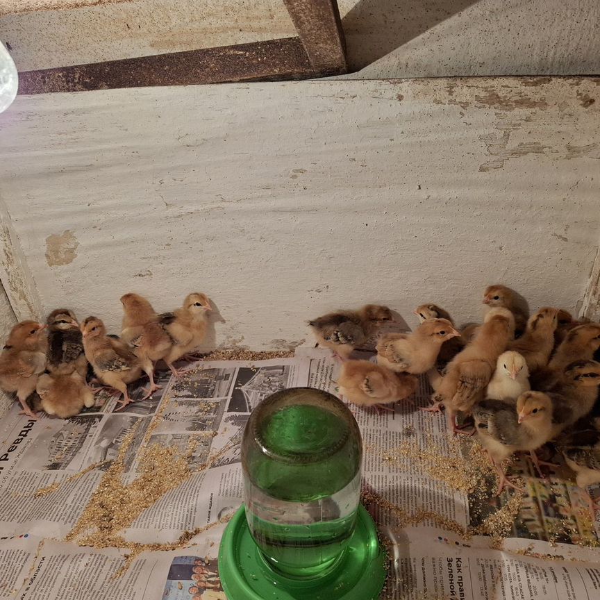 Продажа цыплят