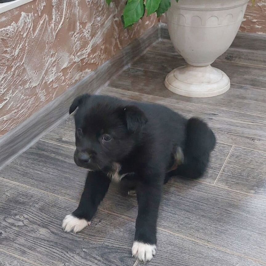 Щенок в добрые руки