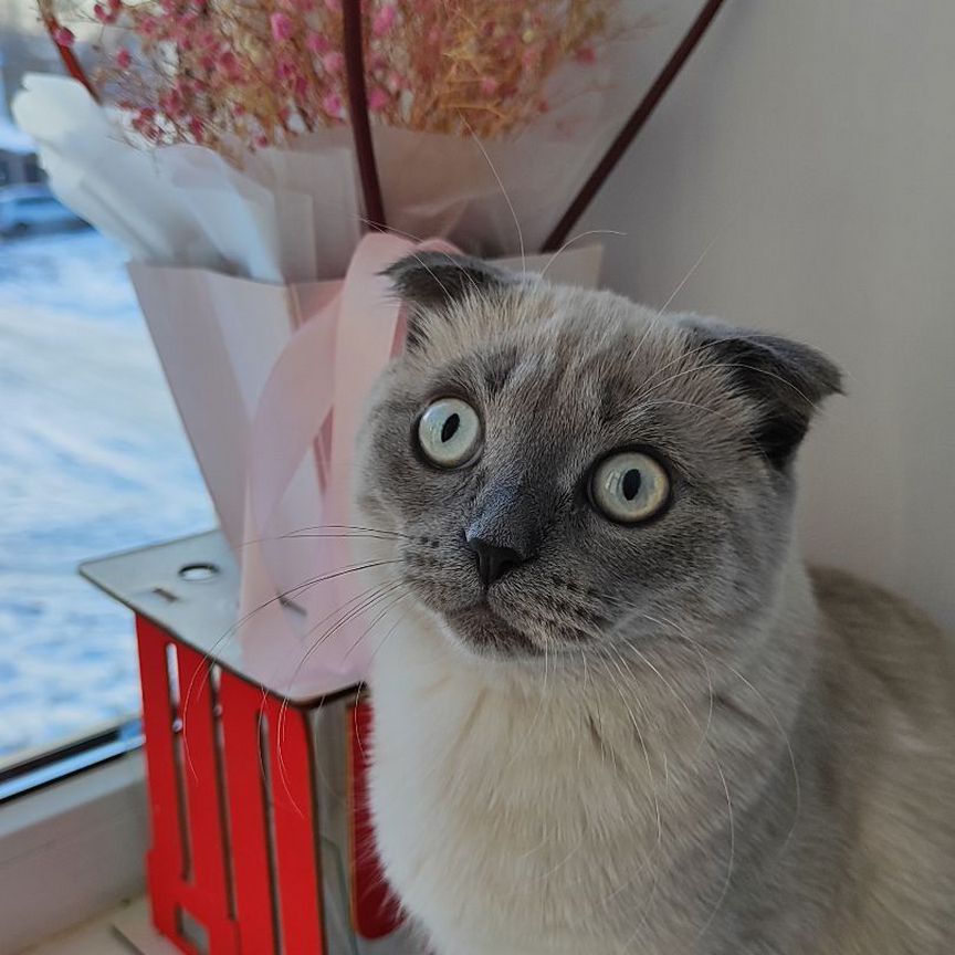 Кот