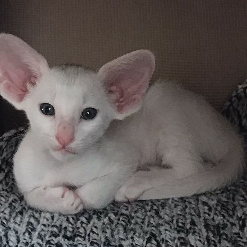 Ориентальный котёнок