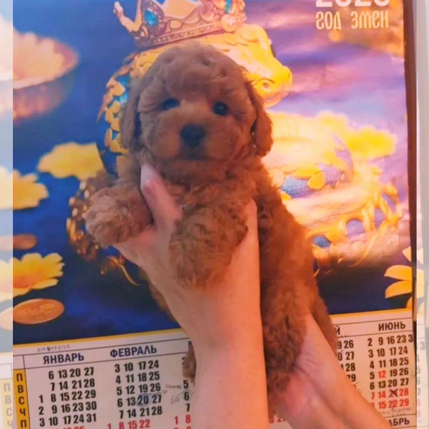 Пудель, щенок