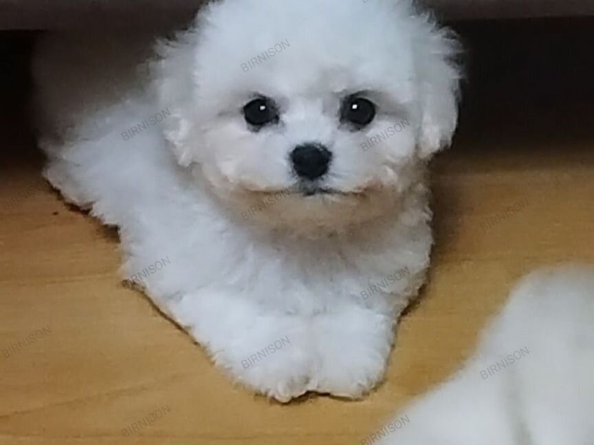 Бишон фризе(мини девочка)