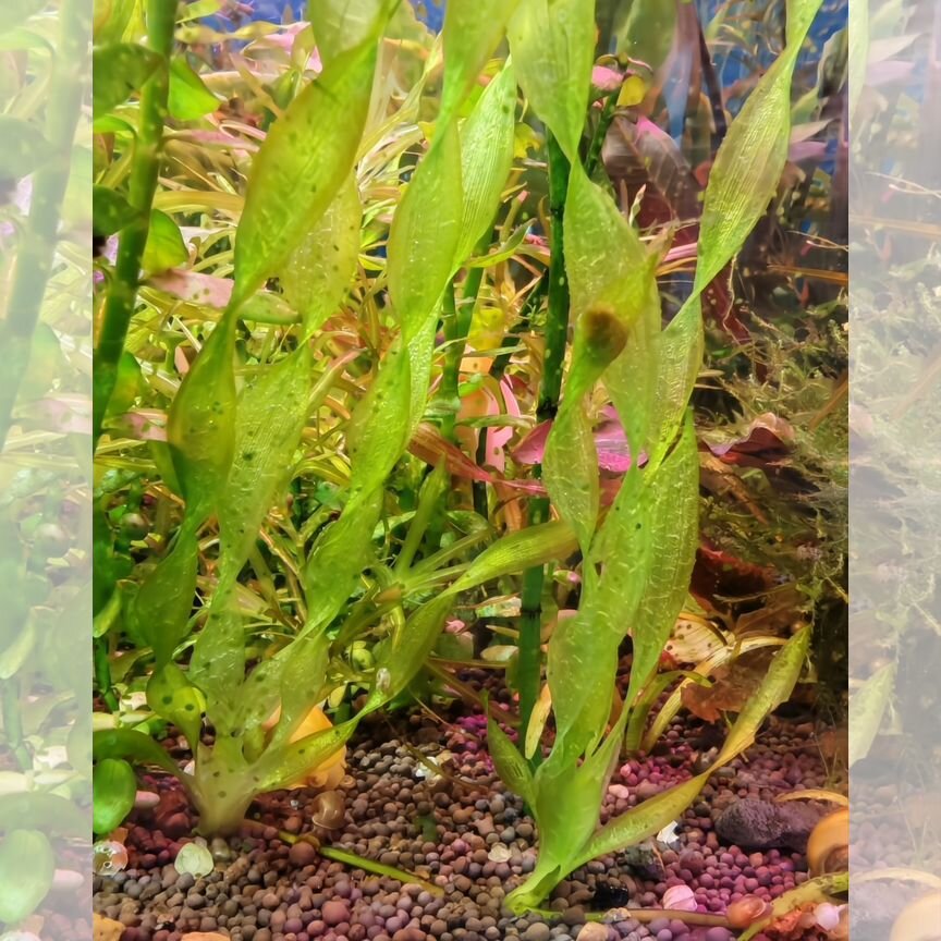 Валиснерия спиральная