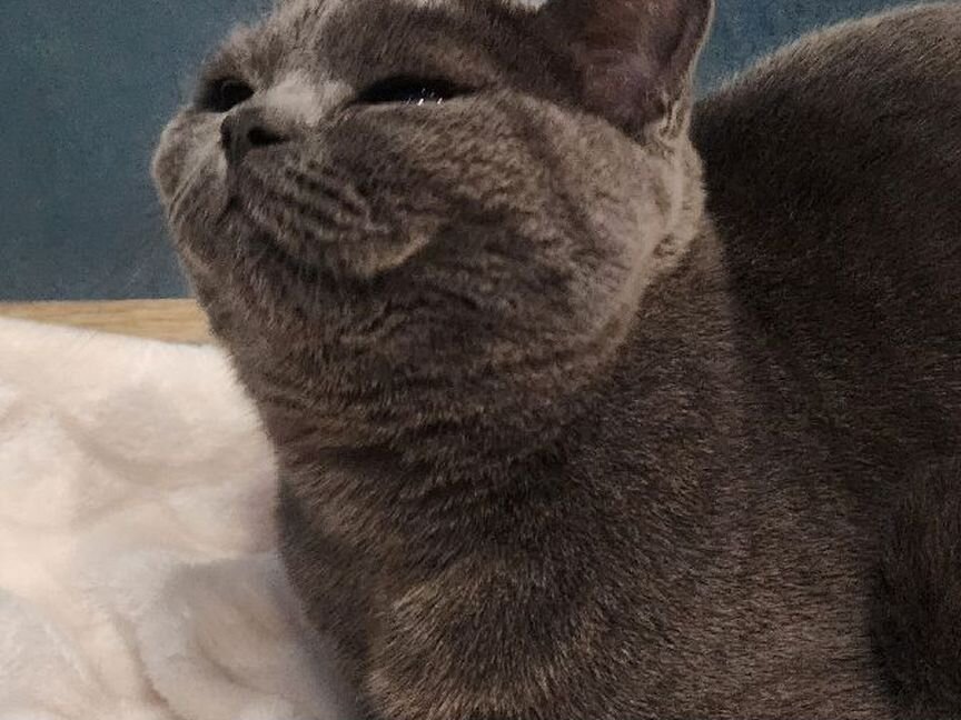 Британская кошка