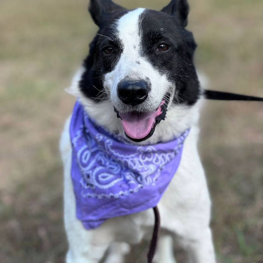 Бим ищет дом