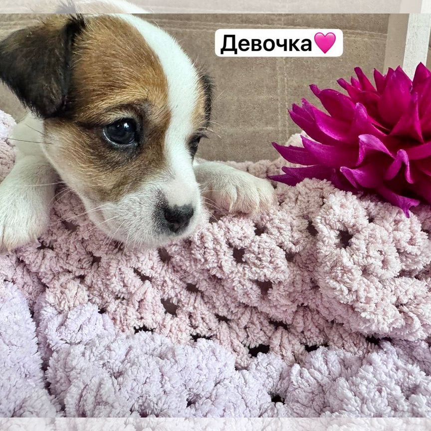 Щенки Джек рассел терьер (жесткошерстный)