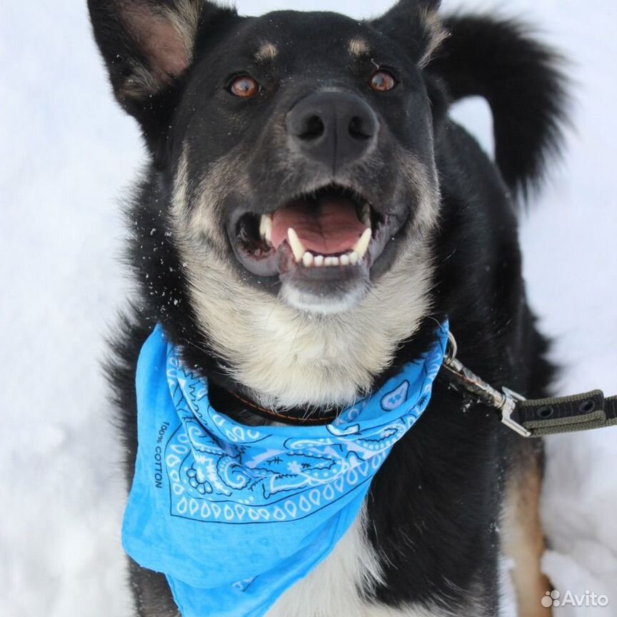 Крутой мальчишка в добрые руки