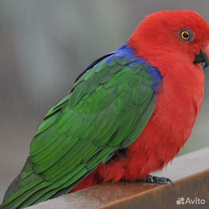 Королевский попугай