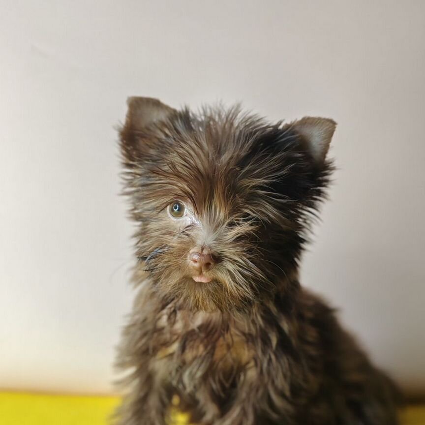 Йоркширский терьер