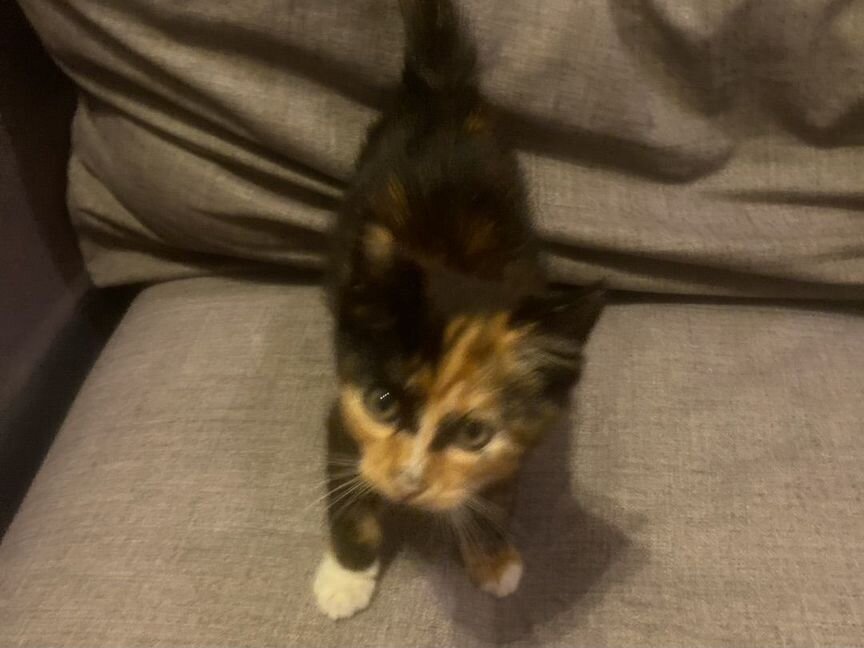 Кошка