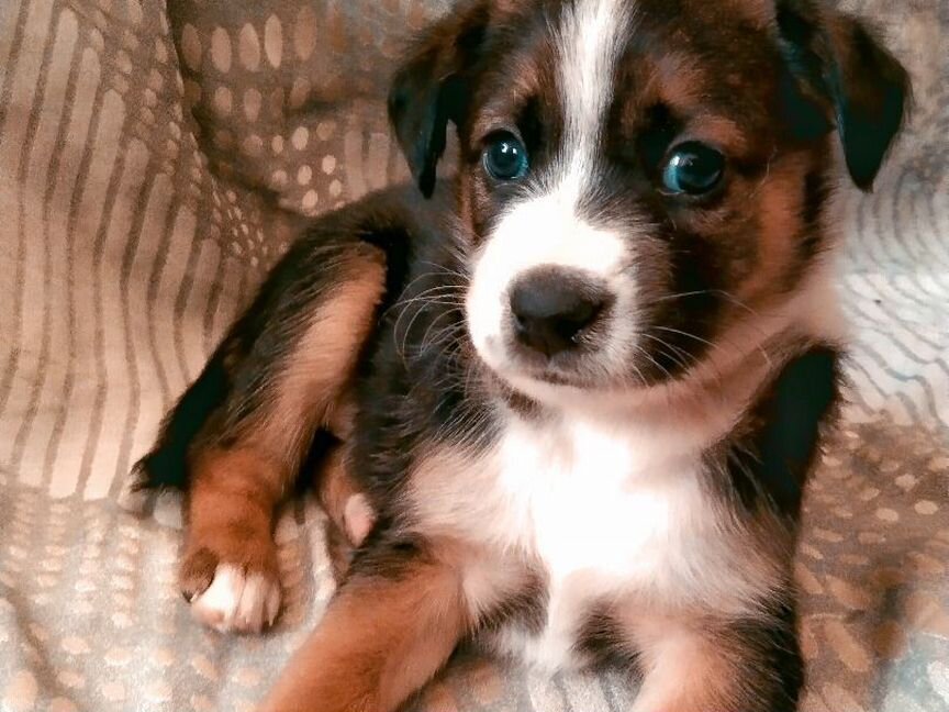 Самые лучшие друзья человека