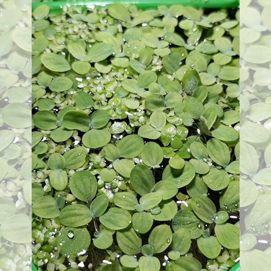 Пистия. Ряска. Аквариумные растения