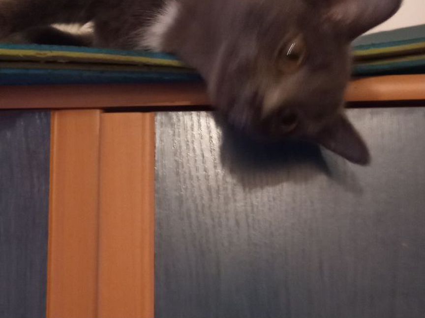 Умная кошечка в добрые руки