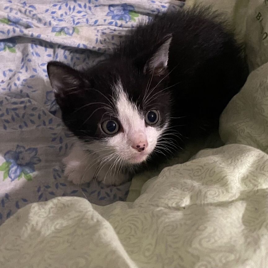 Котенок в добрые руки