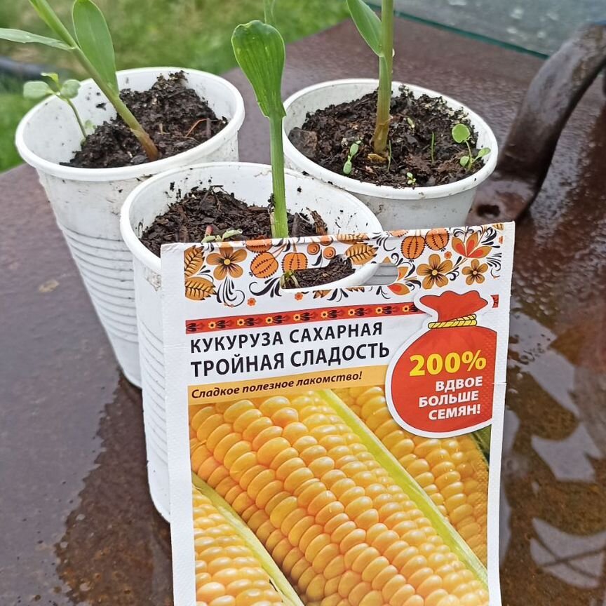 Кукуруза