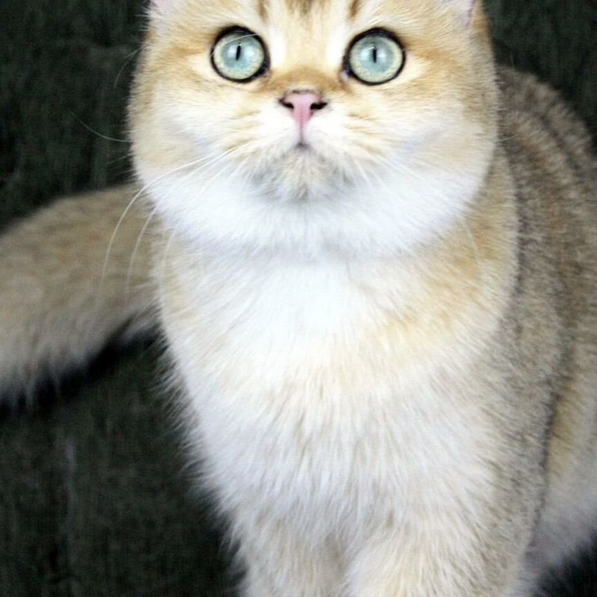 Британский кот для вязки