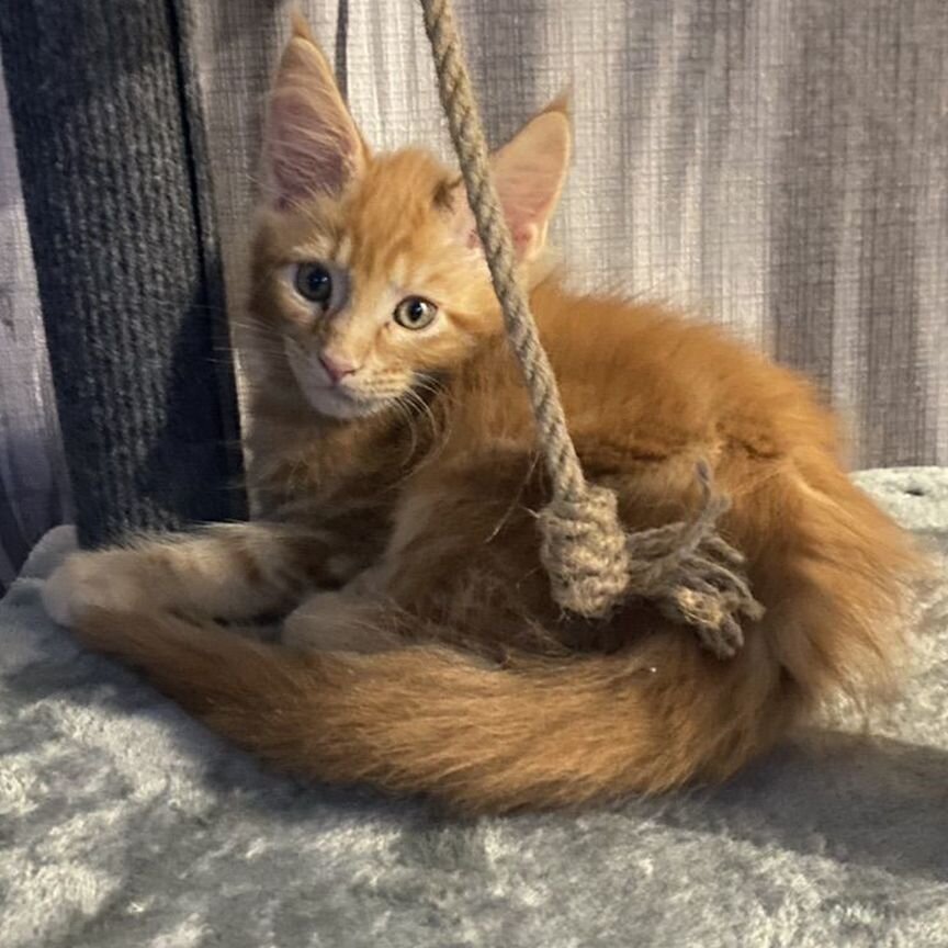 Мейн-кун котёнок