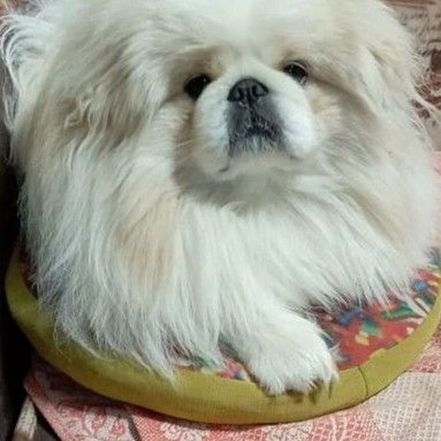 Вязка пекинес