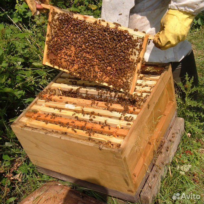 Пчело пасика