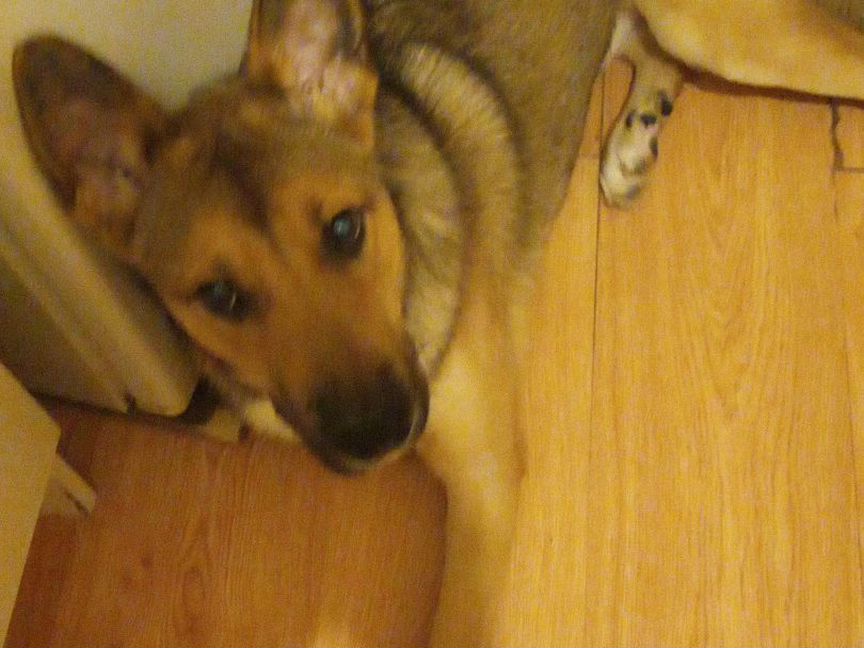 Собака дворняжка около года