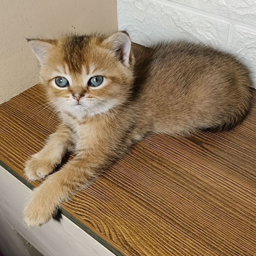 Шотландский прямоухий короткошёрстный котёнок