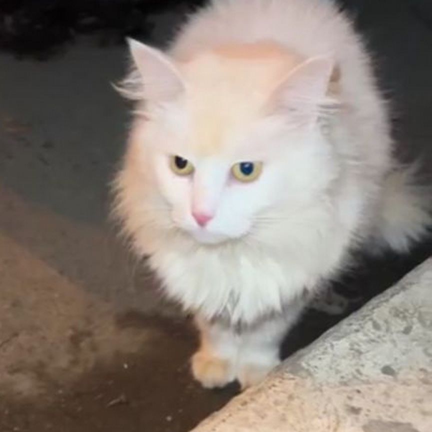 Котик, кошка. Турецкая ангорка