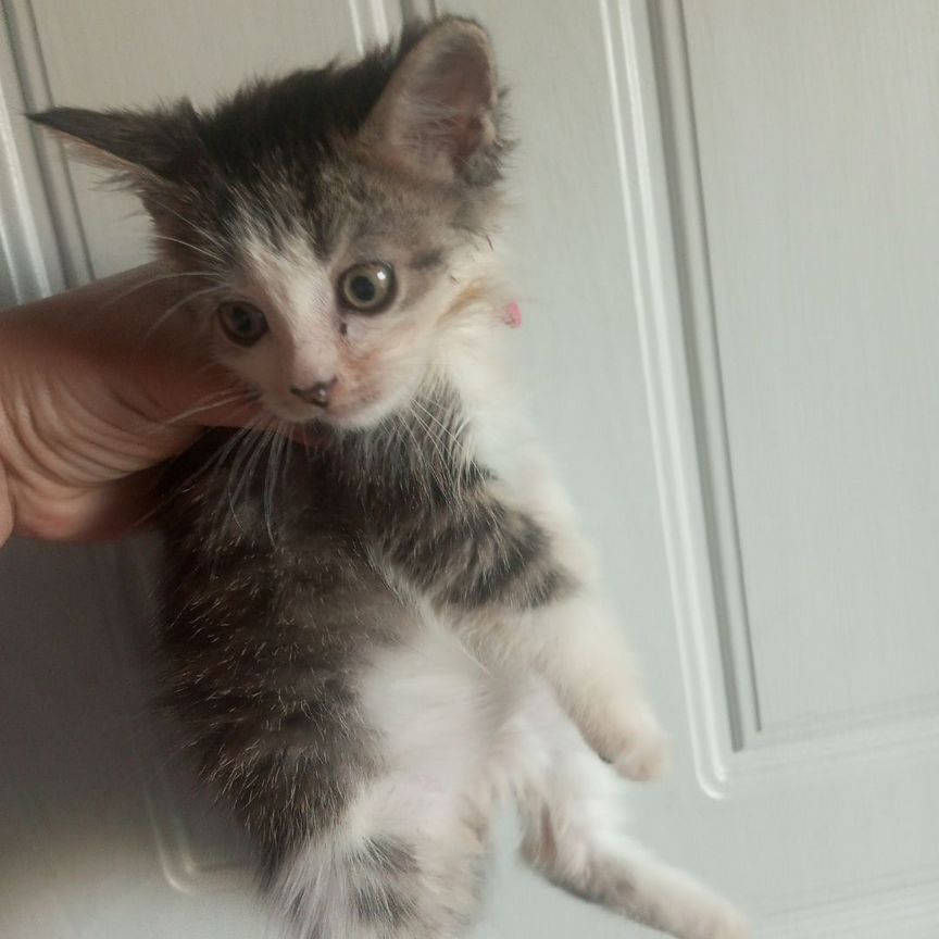Кот