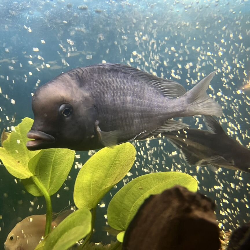 Голубой дельфин