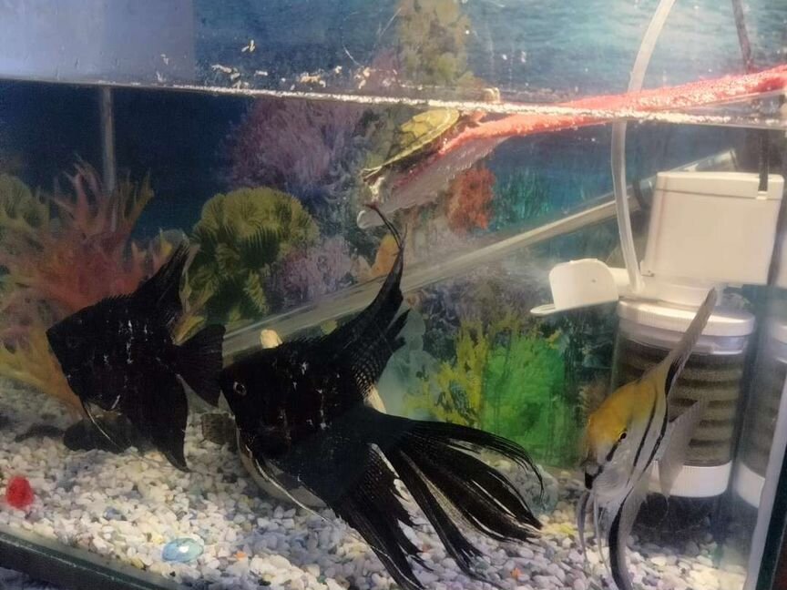 Аквариумные рыбки