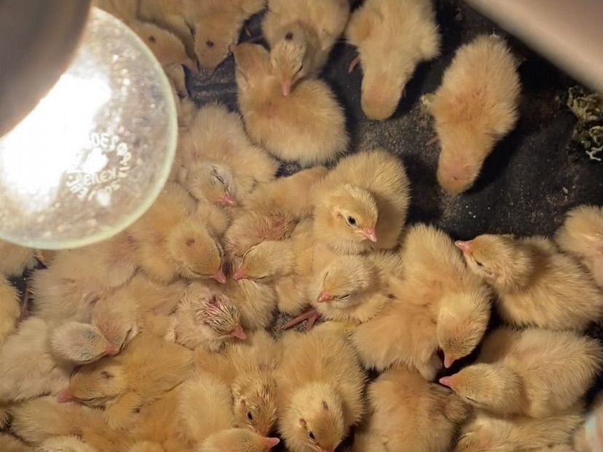 Цыплята перепела