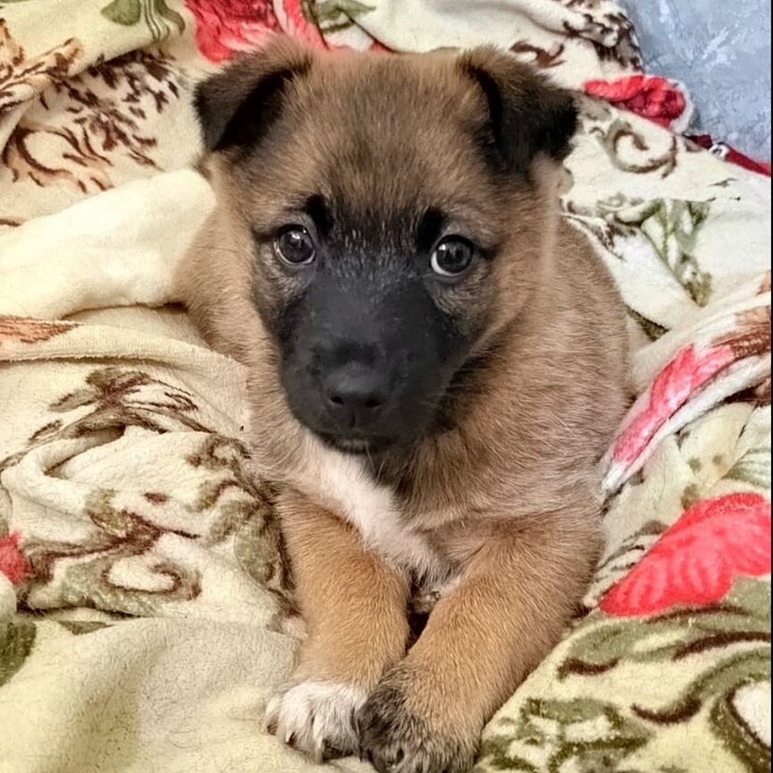 Щенок в добрые руки