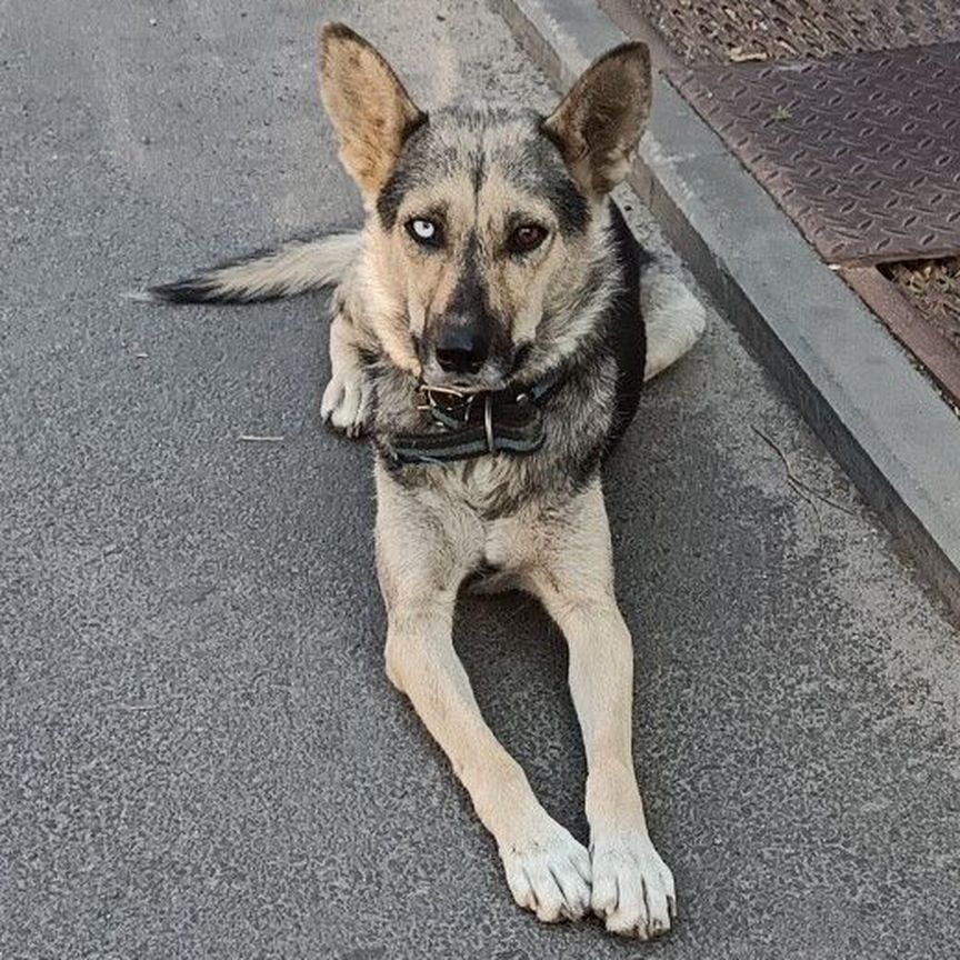 Красивая девочка с разными глазами ищет дом