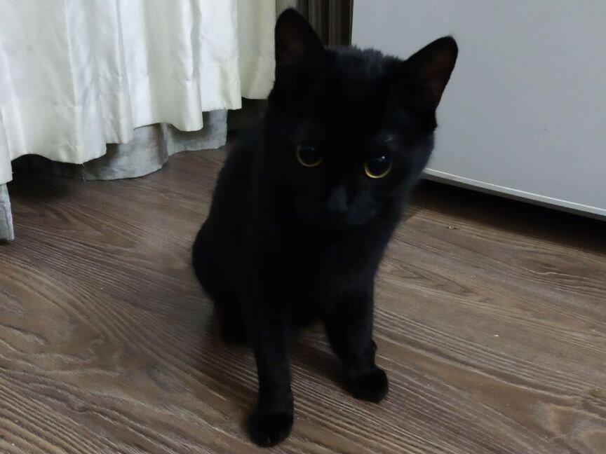 Кошка в дар