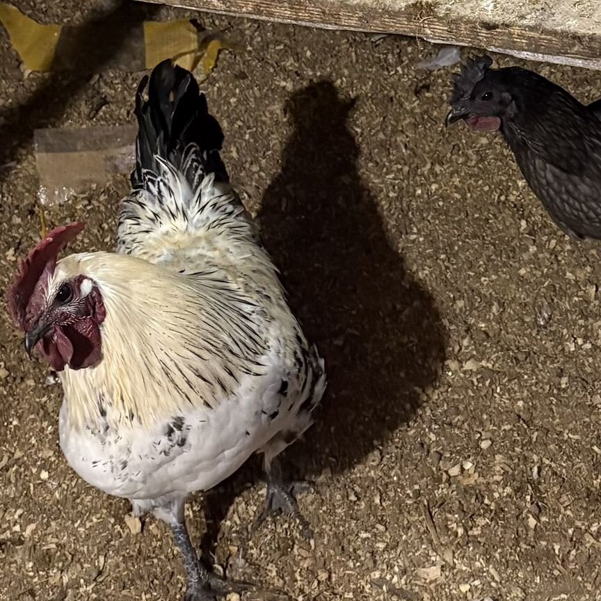 Молодые петухи