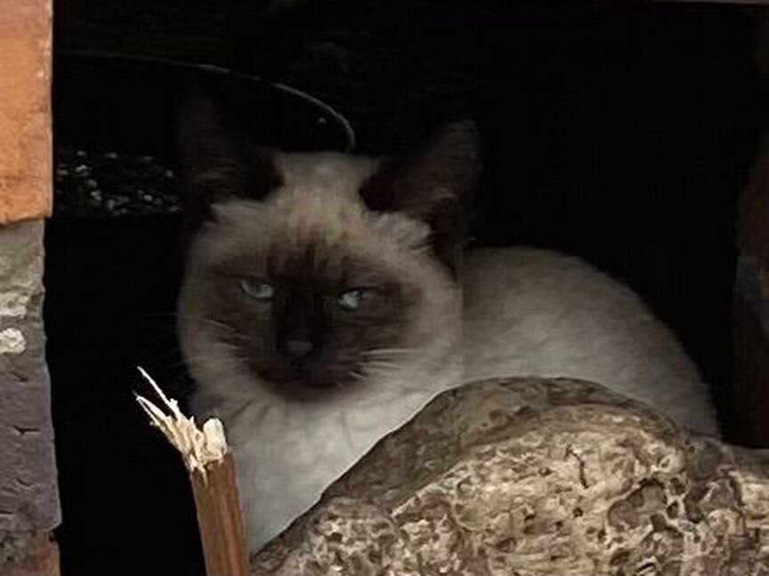 Котенок