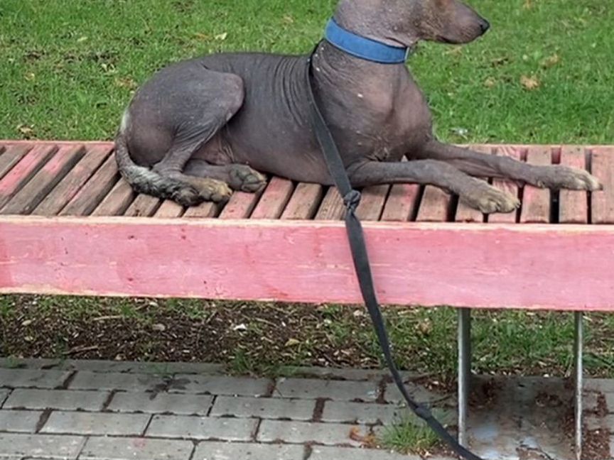 Щенки ксолоитцкуинтли